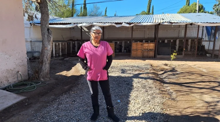 Crece riesgo por jaurías de perros callejeros en distintos sectores de ...